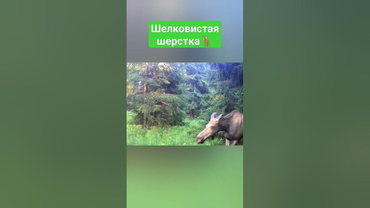 Шелковистая шерстка🦌 #лось #лоси #звери #фотоохота #звериныйрепортёр # ...