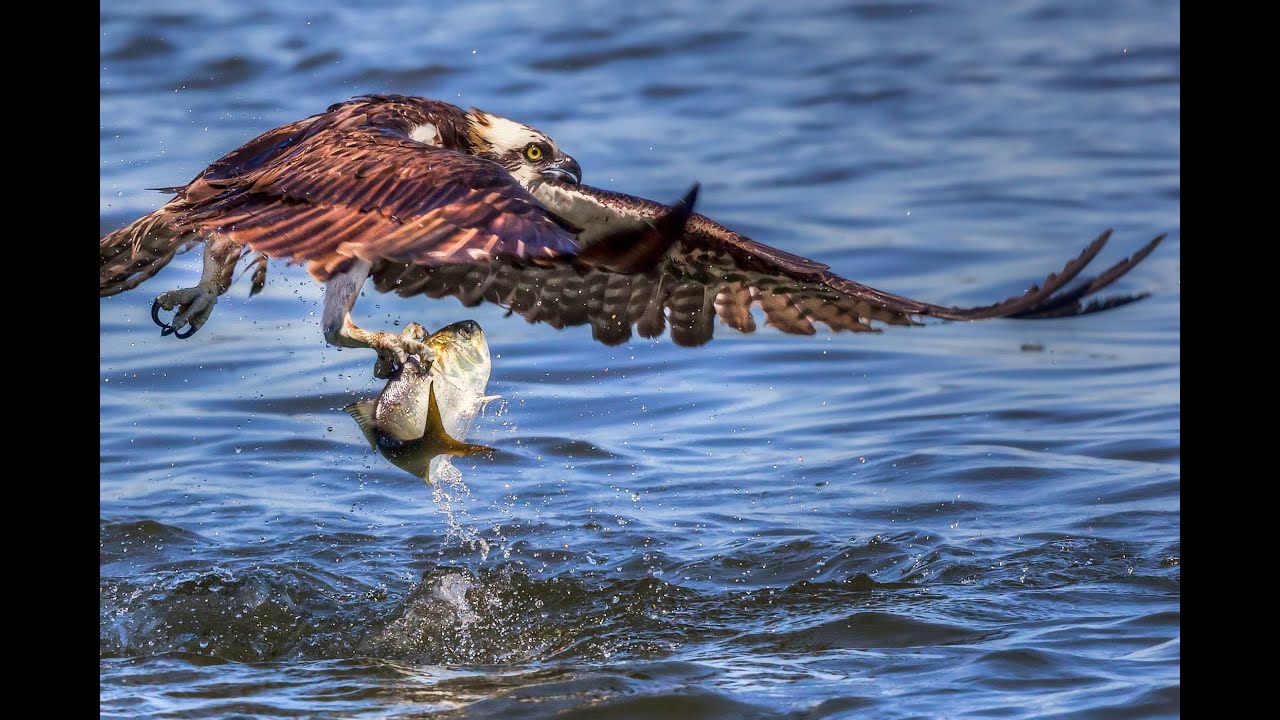 Canon 5DS & 5DSR Review: Wildlife Photography - YouTube