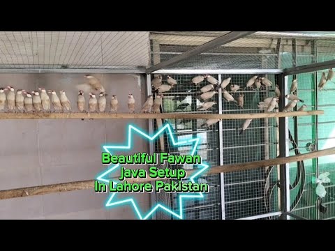 Fawn Java Setup || Visited in Lahore Pakistan - YouTube