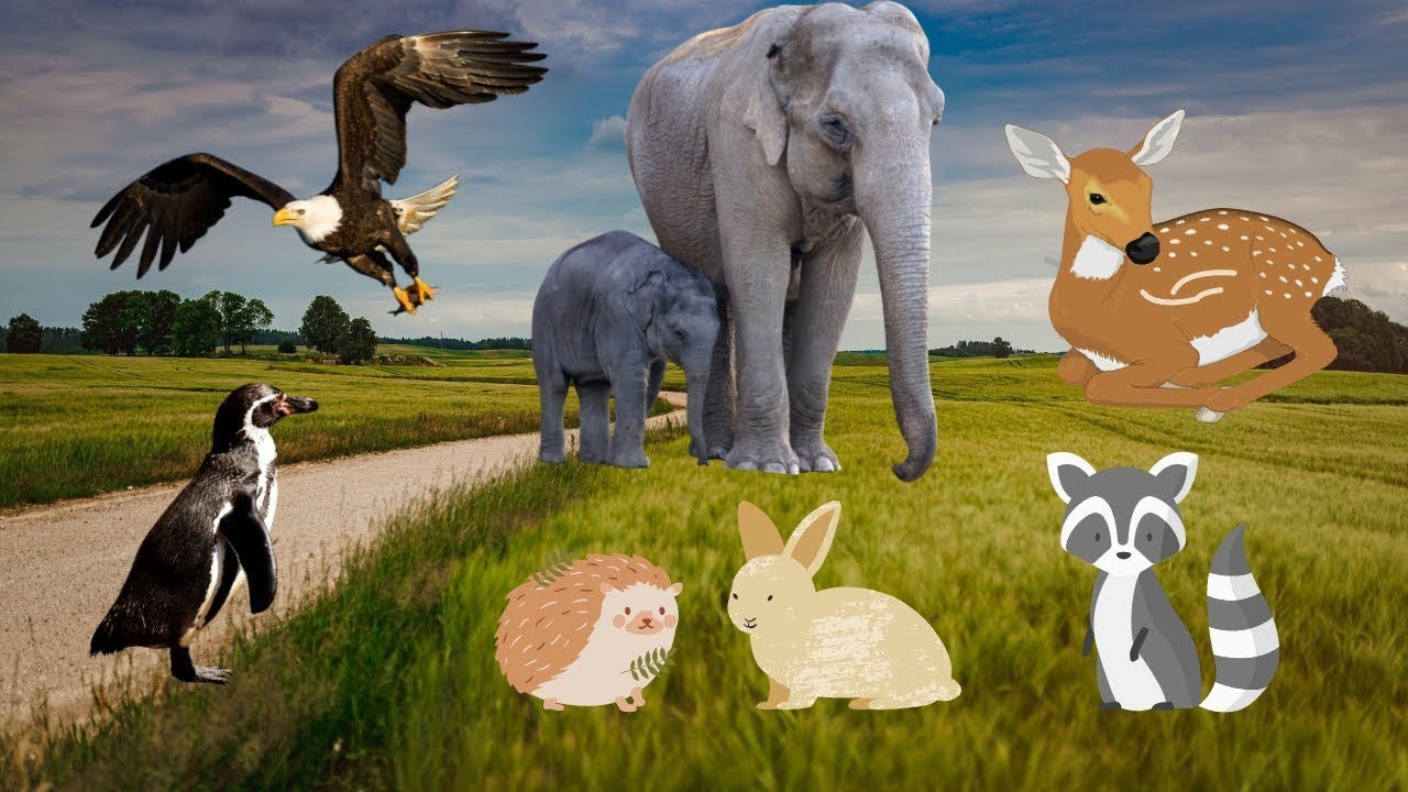 Wild Animals Moves and Sounds: Zebra,Squirrels, Falcon, Capybara, Lemur ...