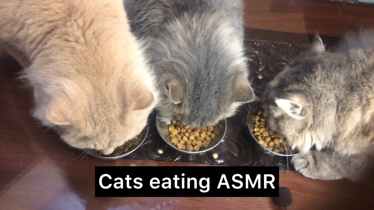 Cats eating ASMR | Cute cat videos | kittens | Satisfying sounds | ASMR ...