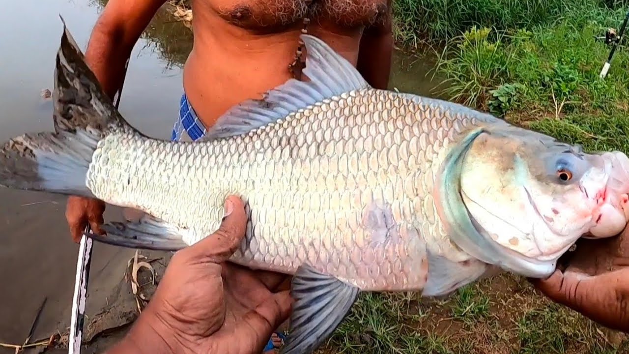 2023.. ലെ ആദ്യത്തെ കട്ലയെയും പിടിച്ചു.. Katla Fish Catching in Pamba ...
