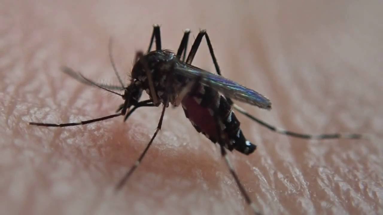 蚊のオシッコ MOSQUITO PEE（Animal piss） - YouTube
