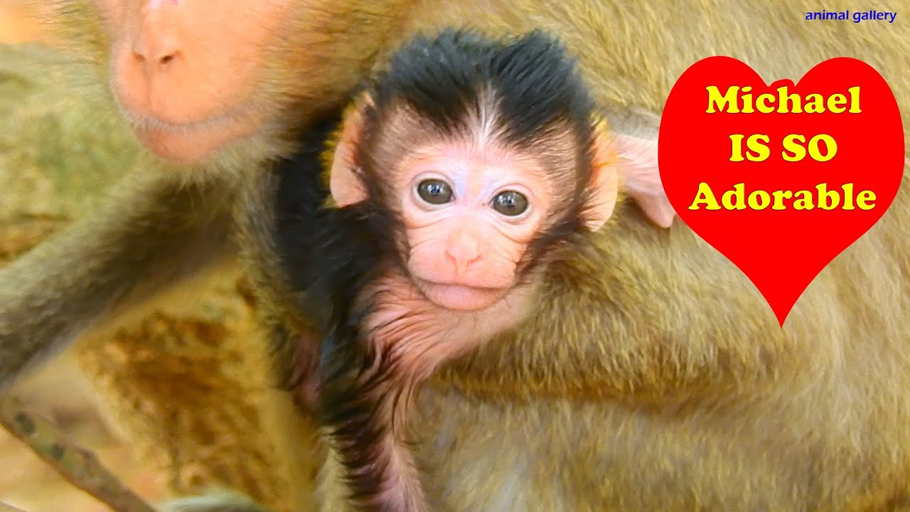 Adorable baby monkey Michael! Both mom and baby are so beautiful - YouTube