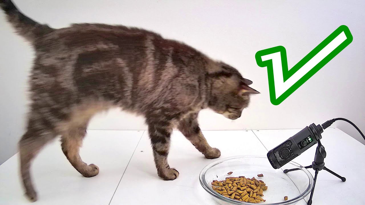 【Cat ASMR】cat snack ASMR - YouTube