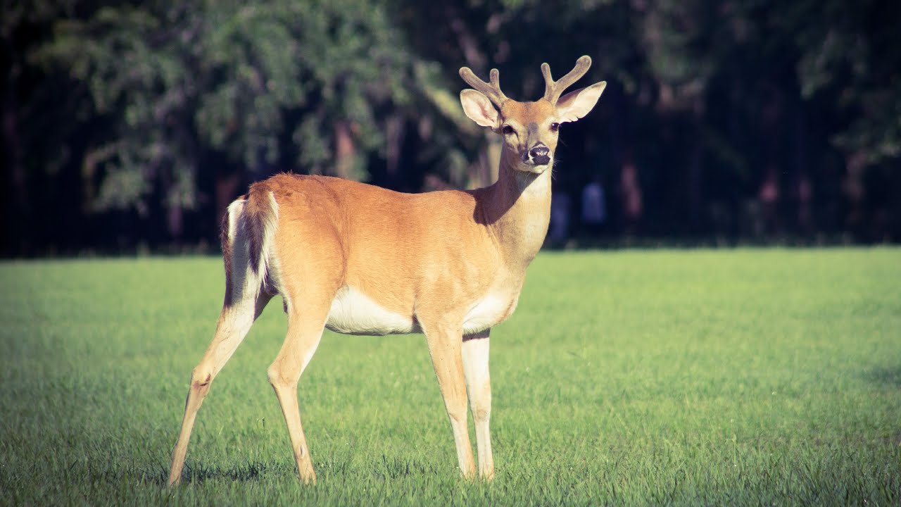 one hour of Deer, birds and squirrels. Relax for 1 hour. - YouTube