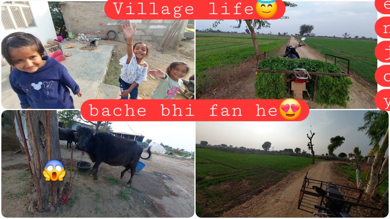 Rijke ki cutting || farmer life ️|| bhens huyi naraj😱|| daily vlogs 🥰 ...