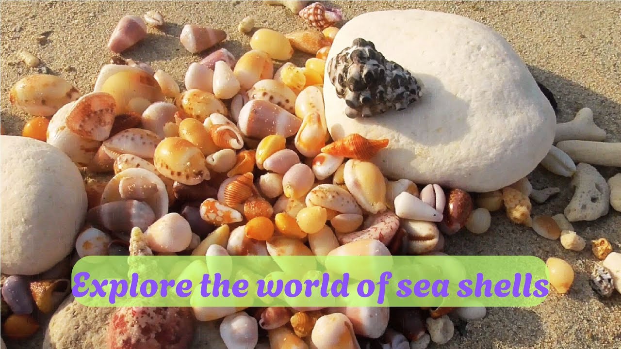 Let's explore the world of sea shells together - YouTube