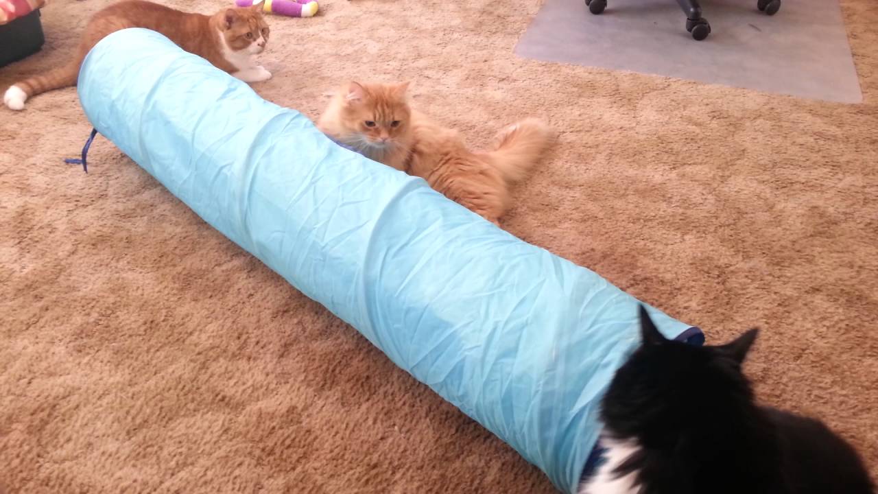 Butt Wiggle Tunnel Pounce(1) - YouTube