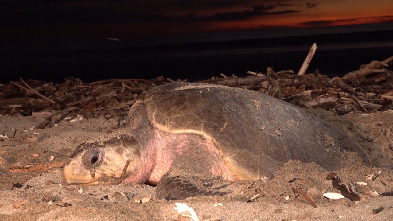 Arriban más de 15 mil tortugas a Playa la Flor, en Rivas - YouTube