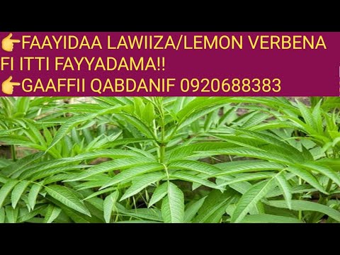 FAAYIDAA BIQILTU LEMON VERBENA/LAWIIZA FI ITTI FAYYADAMA ISII⏩ GAAFFII ...