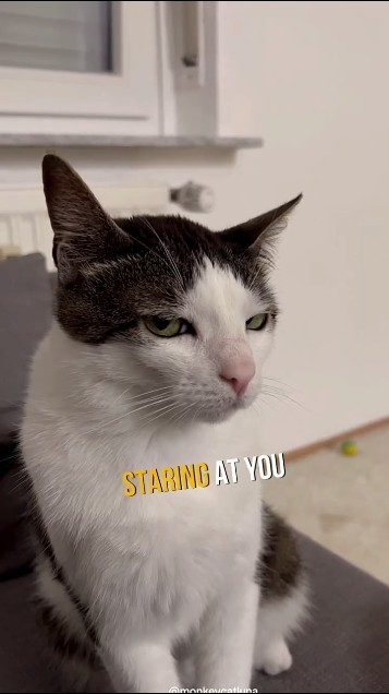 Does Your Cat Stare at You Like This? - YouTube