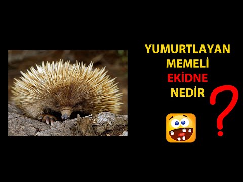 Yumurtlayan Memeli Ekidne Nedir?