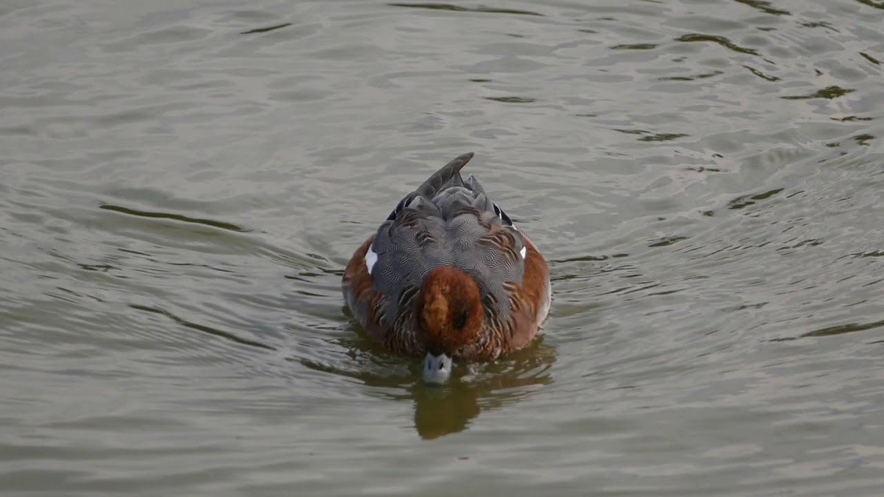 Pfeifente - Mareca penelope, Syn.: Anas penelope 00018 - YouTube