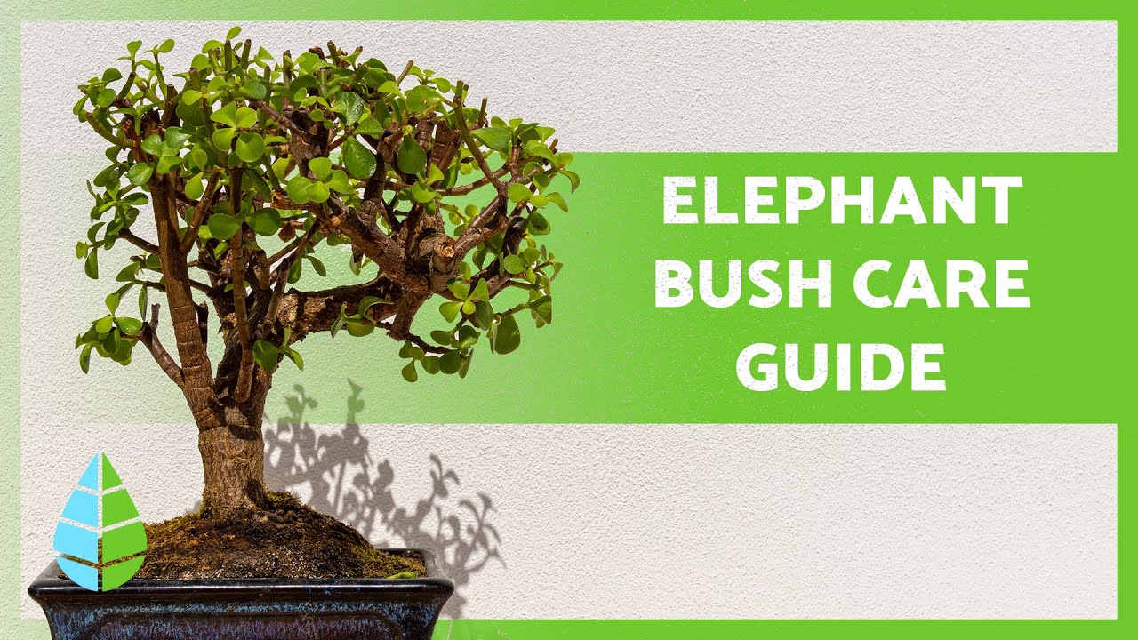 Elephant Bush Care 🪴☀️ Watering, Pruning, and Propagation Tips - YouTube