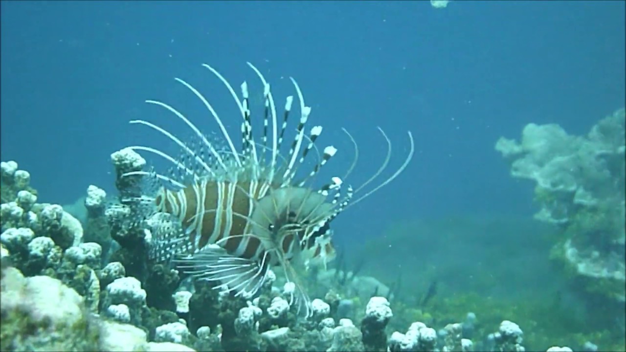 20181203Guam GabGabII LunaLionFish TeiraBatfish - YouTube