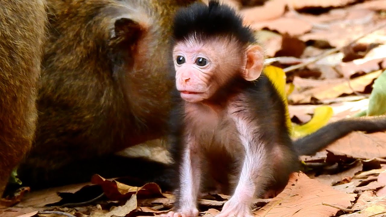 Amaya is so adorable. She is very alert and learning fast. Hard to ...