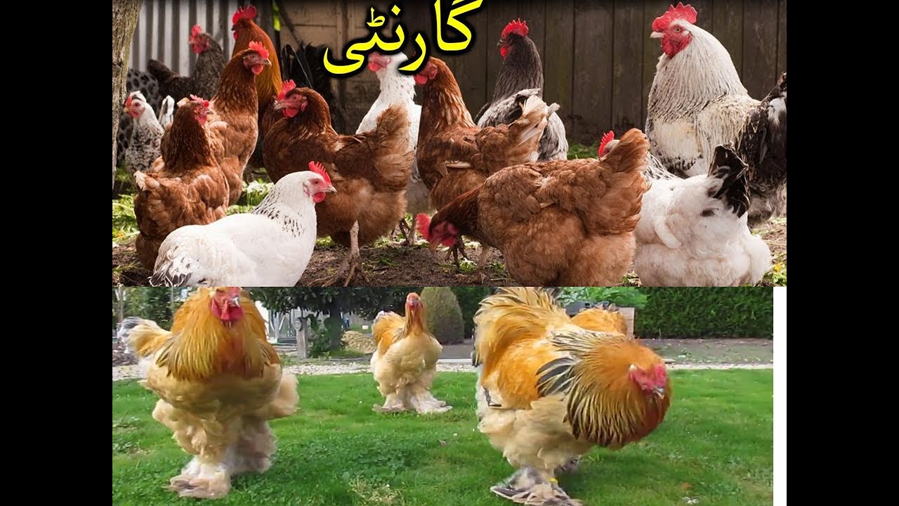 latest heavy buff chicken breed in the world/chicken pets playing - YouTube