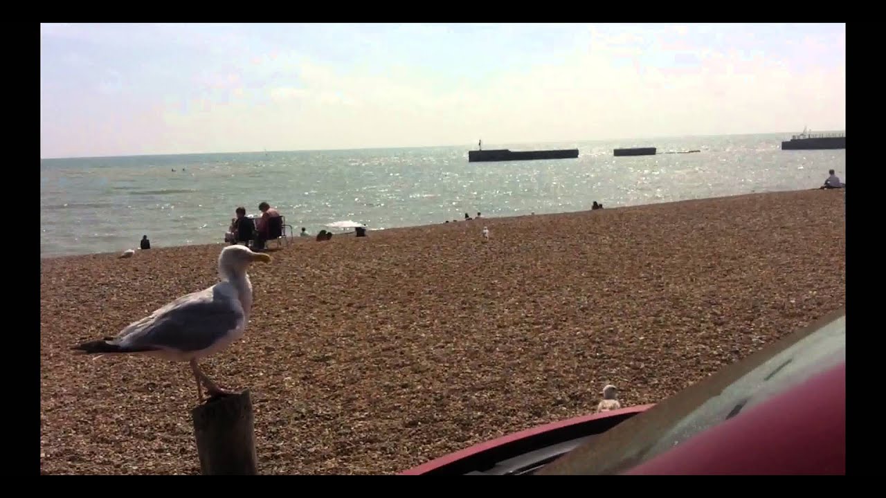 Rude Sea Gull 4k - YouTube