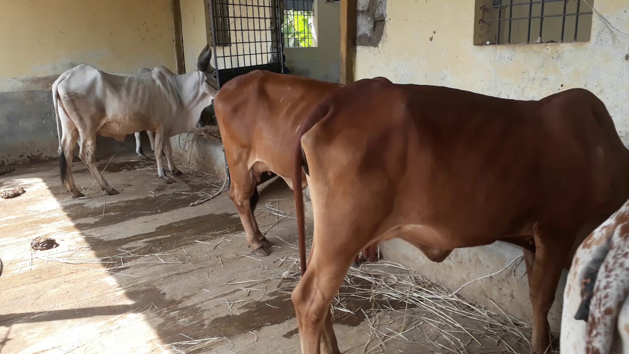 best breed gir cow farming in Karnataka call:9380682602 - YouTube