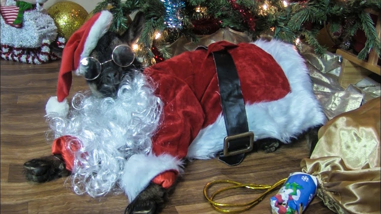 Santa Goat is coming to town ! - YouTube