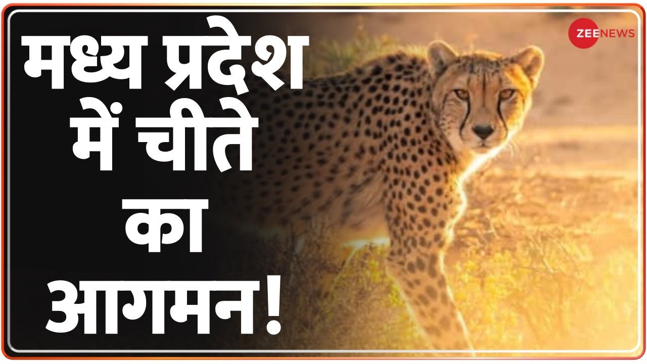 MP Cheetah Live Update: मध्य प्रदेश में चीते का आगमन! | PM Narendra ...