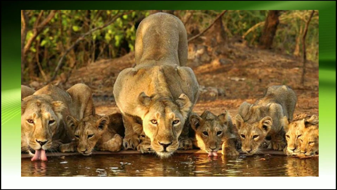 AASMAA NATIONAL PARK SLIDESHOW. - YouTube