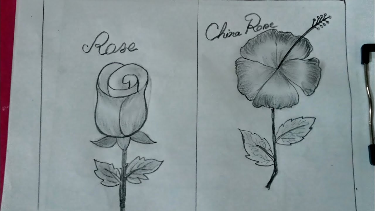 How to Draw Rose & China Rose || Drawing flowers || Rose & China Rose ...