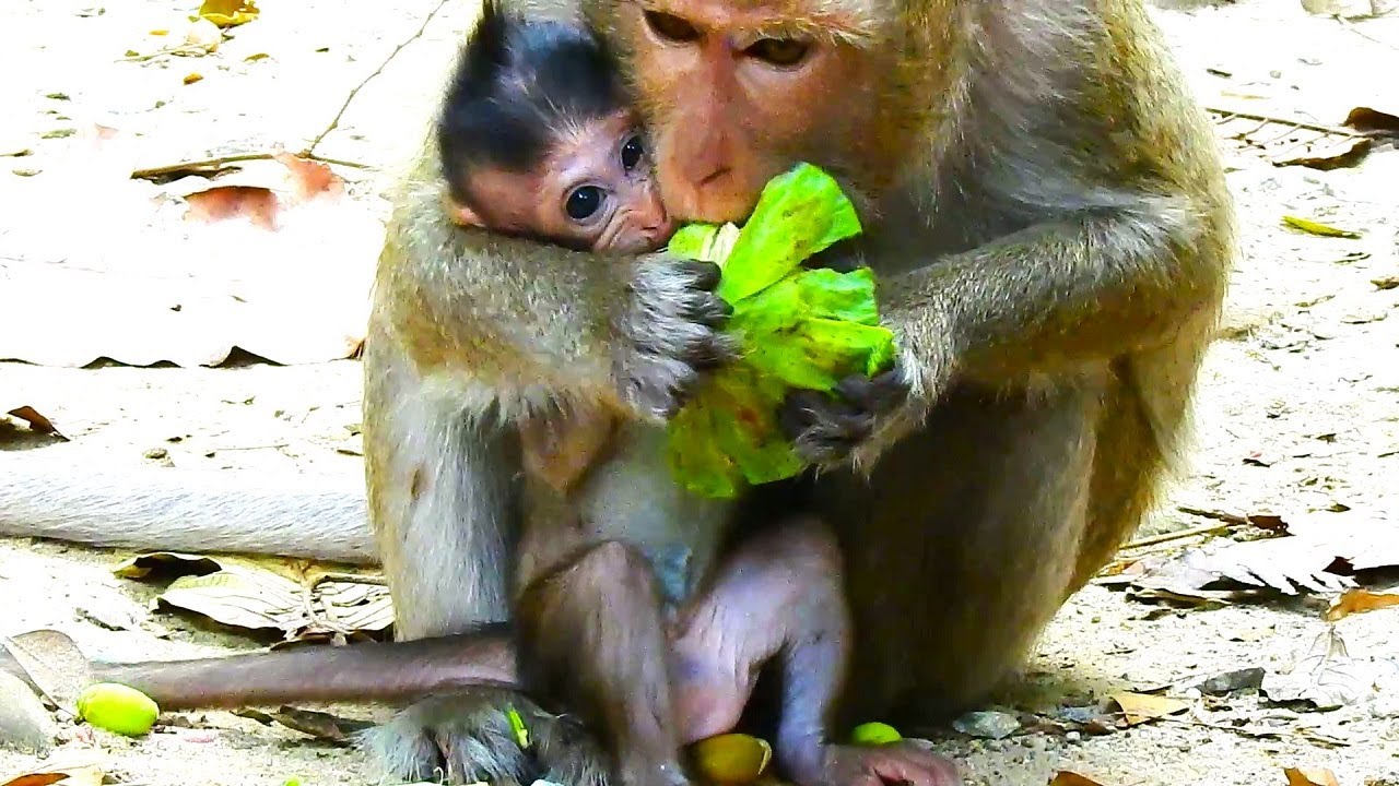 Adorable baby Natty enjoys eating fruits with kind mommy Nanda. - YouTube