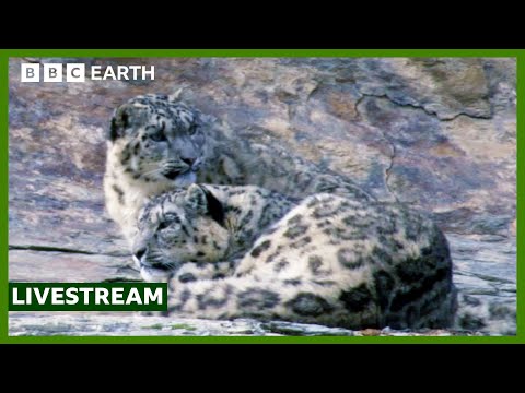 🔴 LIVE: Capturing The Rare Snow Leopard On Camera | BBC Earth