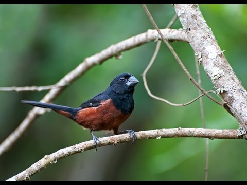 Baixar Canto do Curió Praia Grande - YouTube