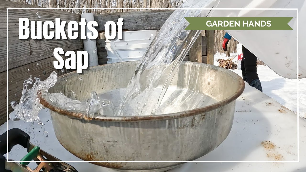 Maple Syrup Season | It's all about the sap - YouTube