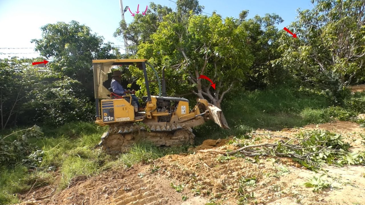 Action Bulldozer D21P Takes Down Massive many big Trees. - YouTube