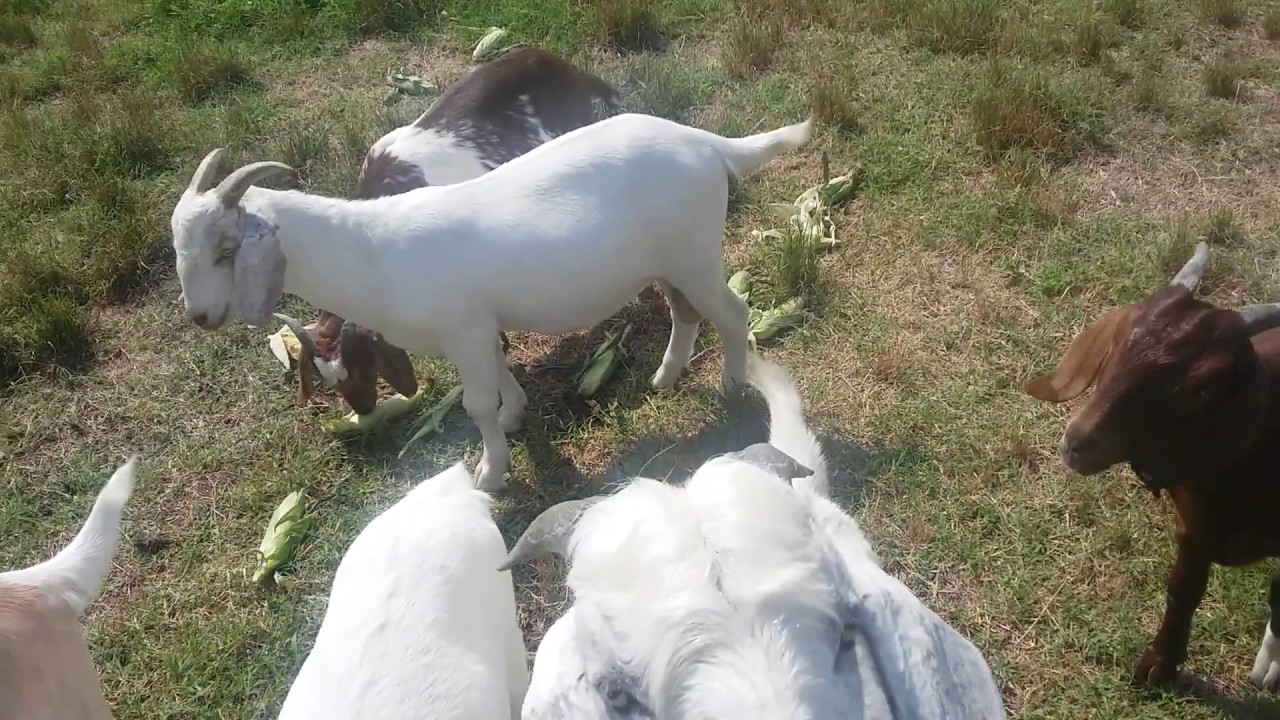 Small Scale Goat Farm - YouTube