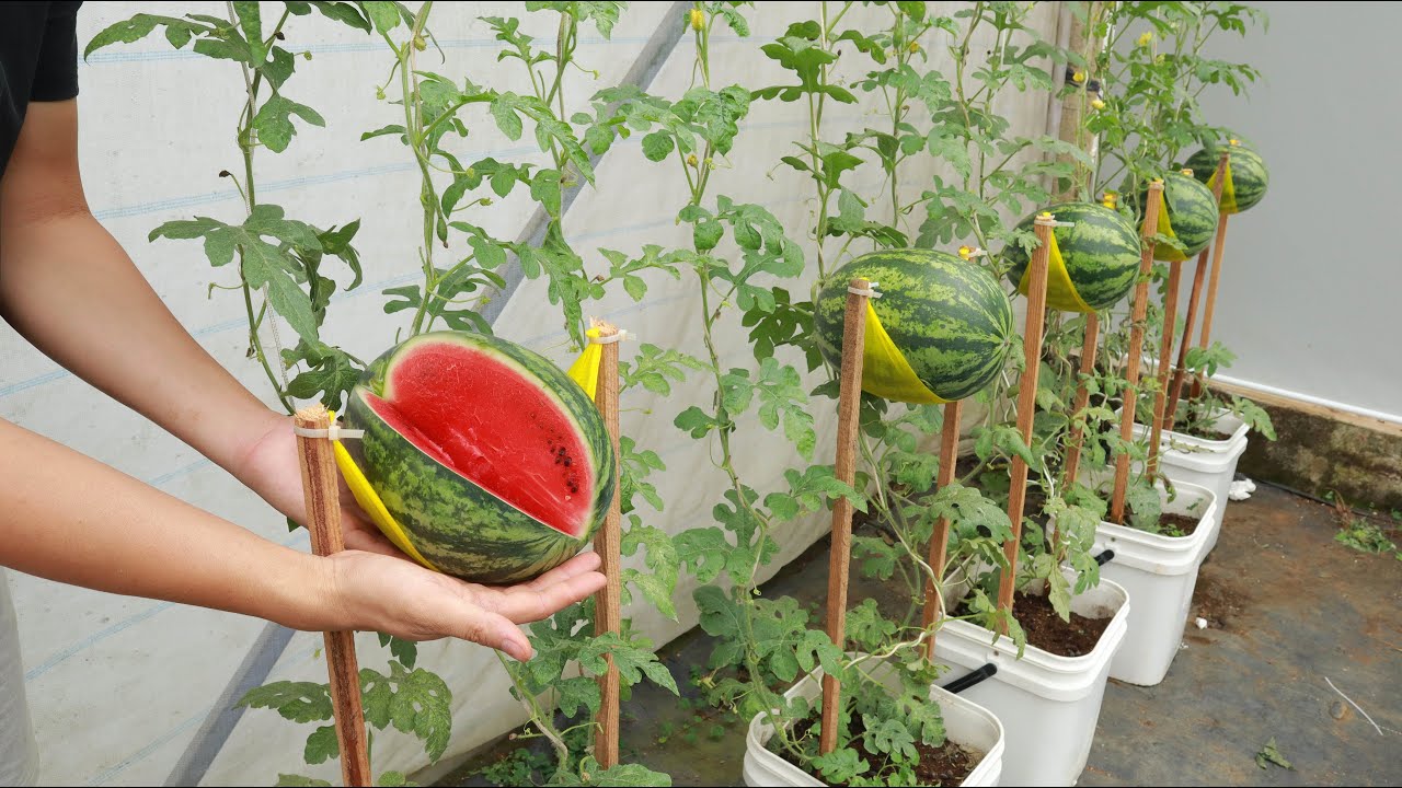 Watermelon Plant Images
