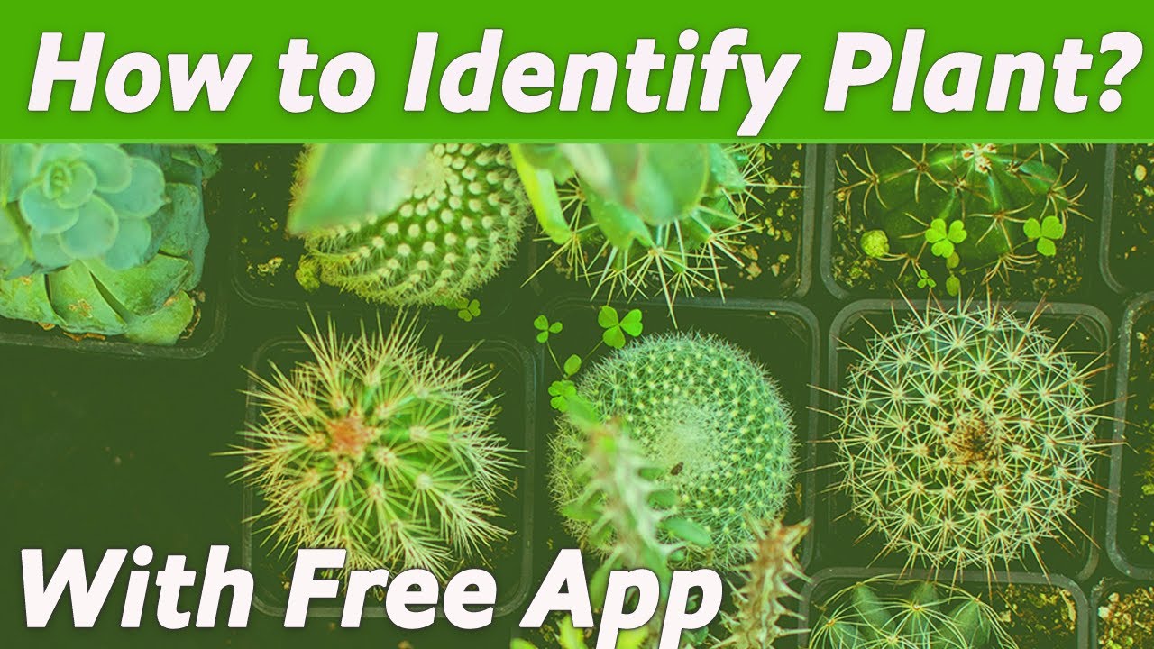 How to Identify a Plant with Free App - YouTube