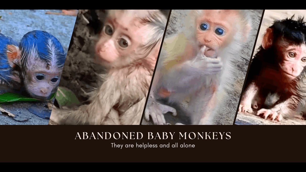 Abandoned baby monkeys are being rejected by their monkey mothers - YouTube