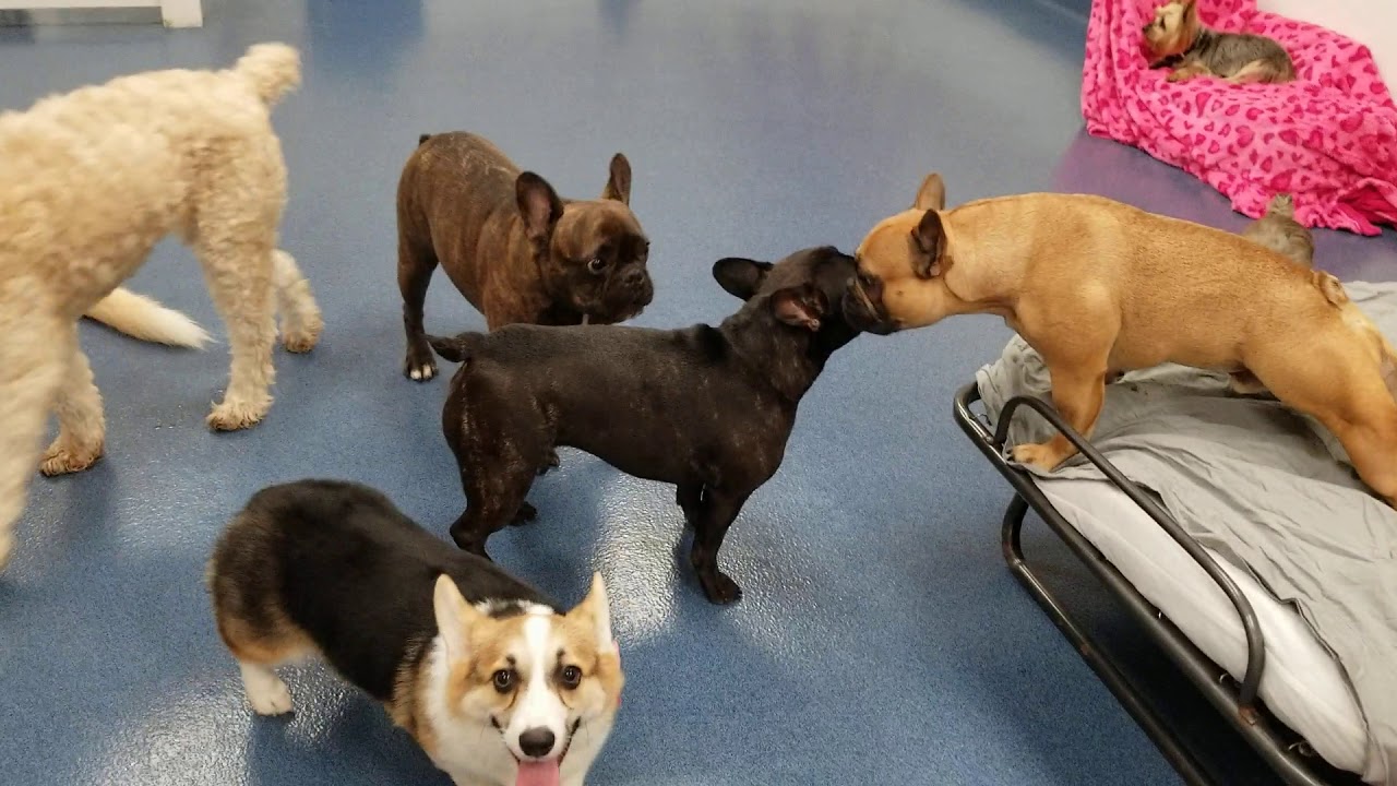 DOGGY SLUMBER PARTY WITH 40+ DOGS!!! - YouTube