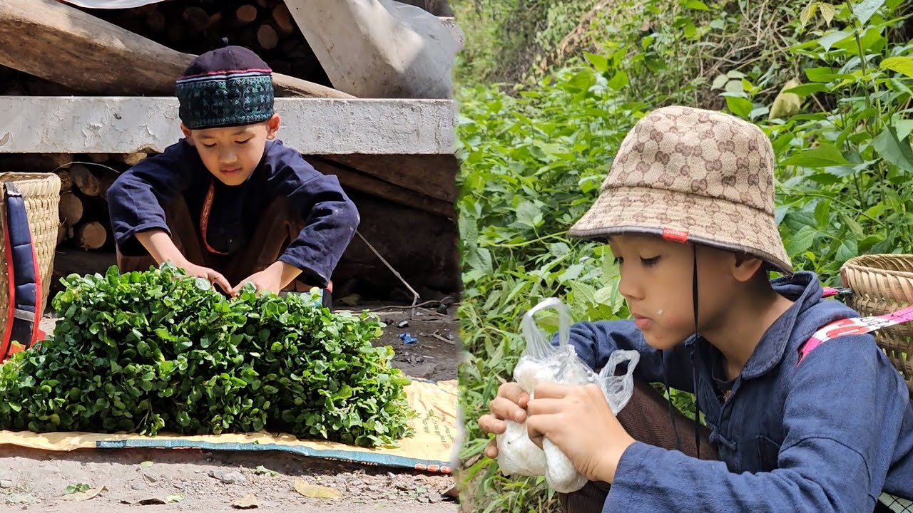 The poor boy picks watercress to sell and takes care of the flower ...