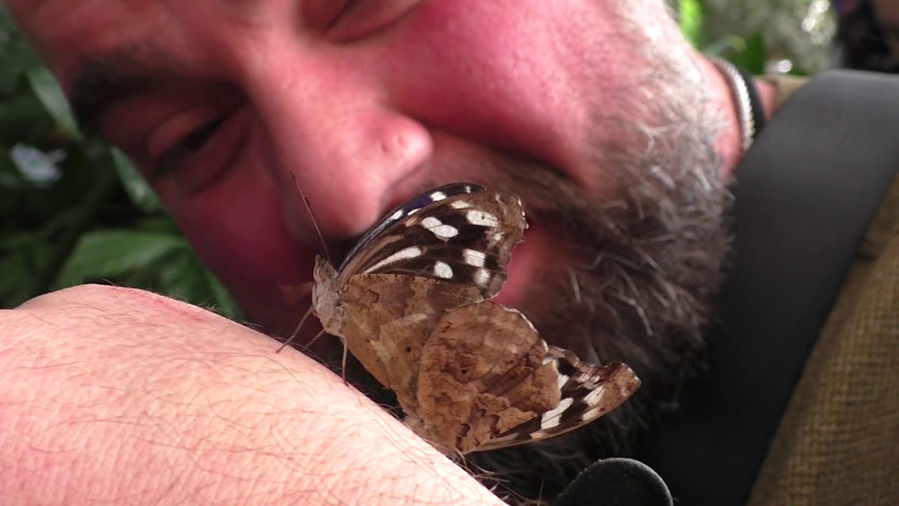 Hot Butterfly Action - YouTube