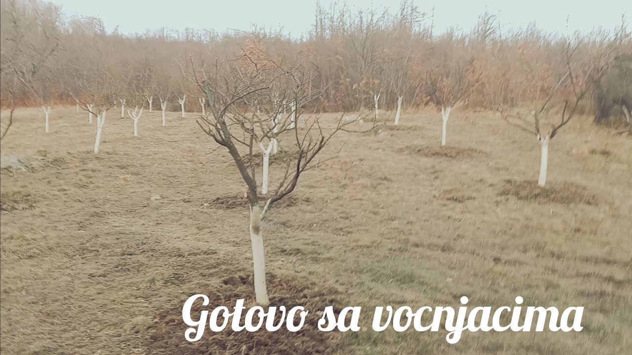 Zavrseni radovi u vocnjaku/cuvanje blaga - YouTube