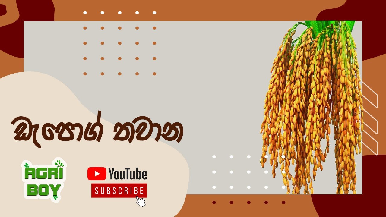 Dapog Nursery | ඩැපොග් තවාන - YouTube