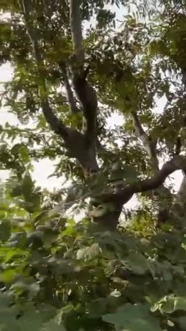 Mukkha fall of Sonabhadra #naturelove - YouTube