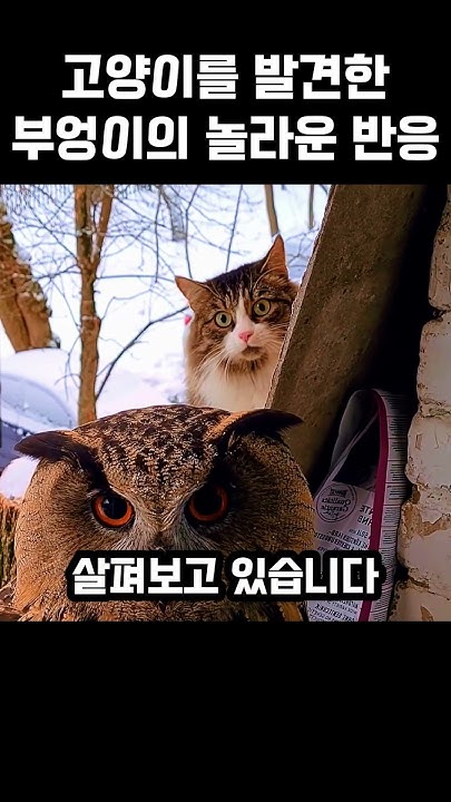 고양이를 발견한 수리부엉이의 놀라운 행동은 Youtube