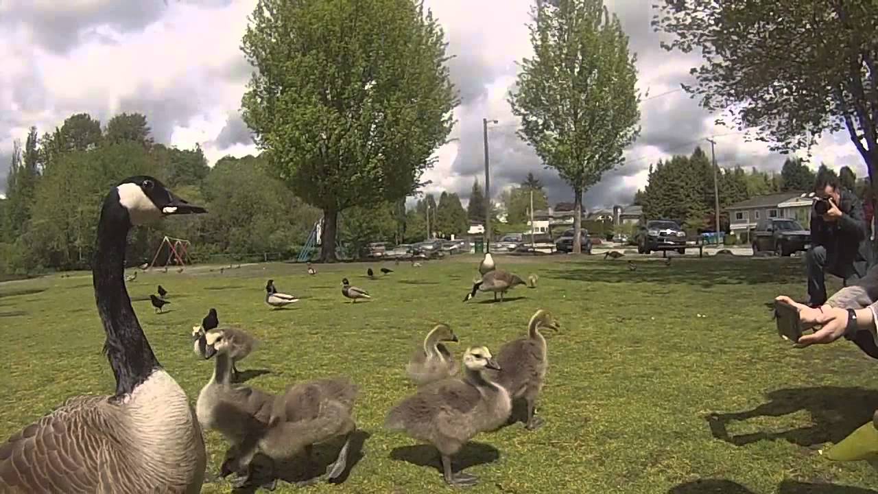 Feeding Canada Goose, Ducks & Birds (Deer Lake Park, Burnaby, BC ...