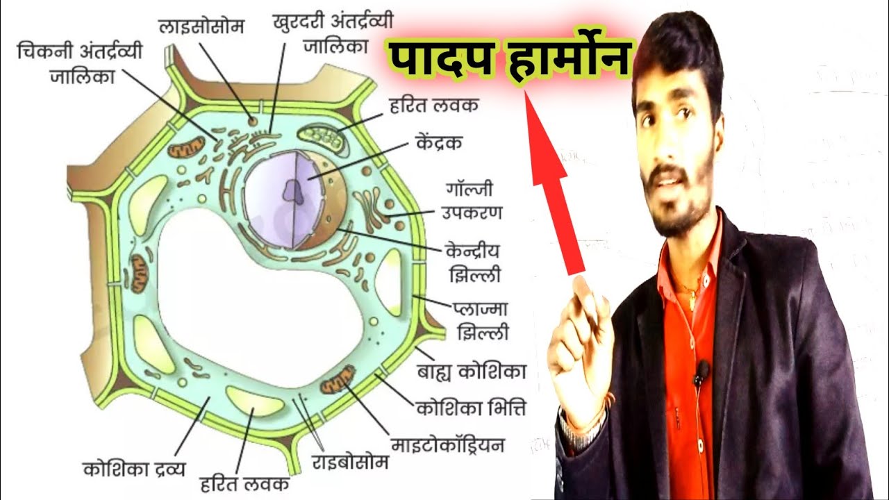 पादप कोशिका और जंतु कोशिका में अंतर padap koshika ka chitra पादप कोशिका ...