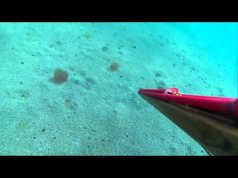 Osman Kapucu Kalkan Avı zıpkınla