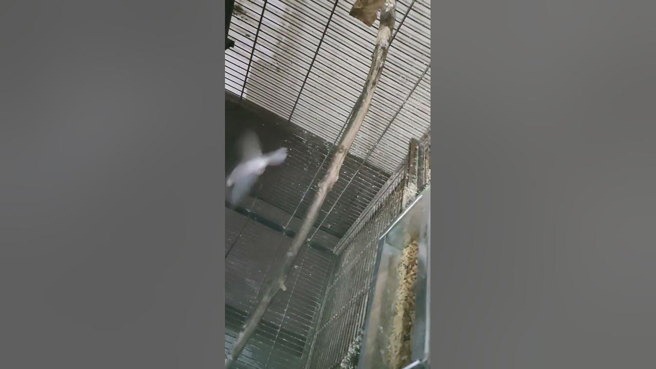 #peace#calm #nature #java#flyingbeast - YouTube