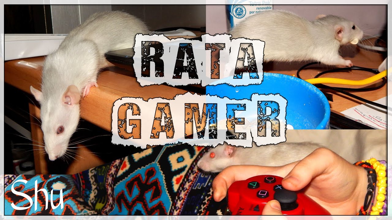 Rata gamer | daden Reptilera - YouTube