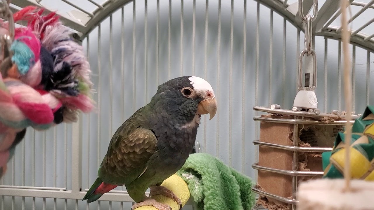 Ruthie White capped Pionus - YouTube